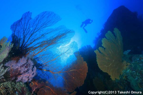 Similan Liveaboard | MV Blue Dolphin | Big Blue Diving Khao Lak