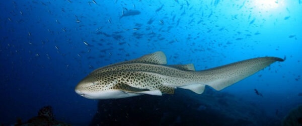 MV Blue Dolphin Prices & Schedule - Similan Liveaboard