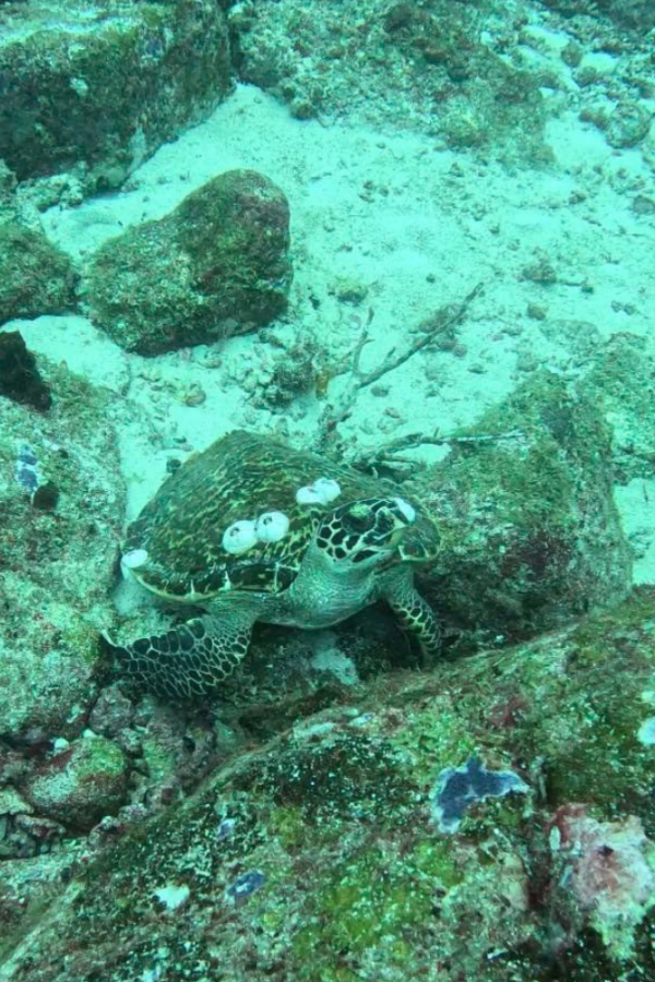 Barney - Hawksbill Turtle Profile - Andaman Turtle Watch Database - Big ...