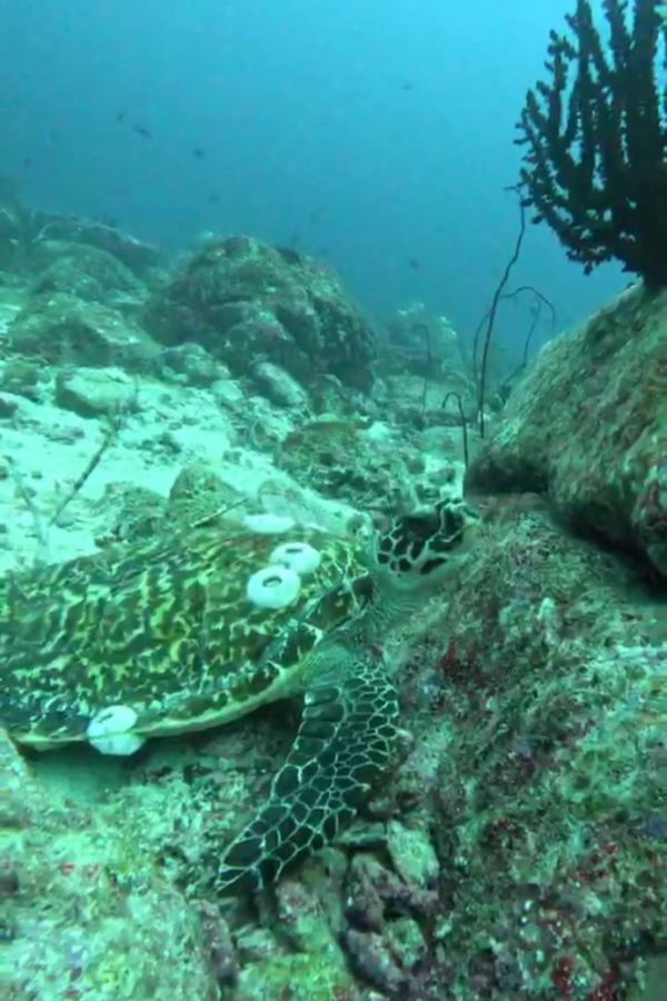 Barney - Hawksbill Turtle Profile - Andaman Turtle Watch Database - Big ...