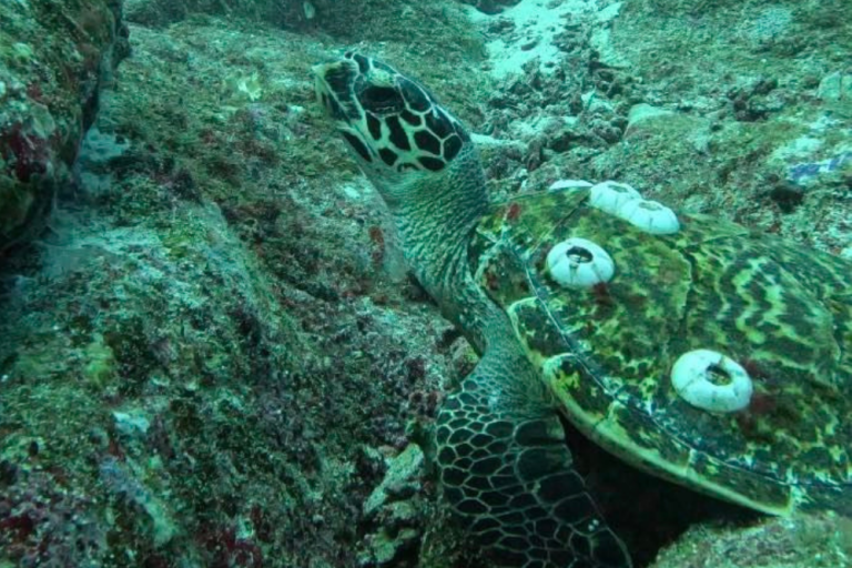 Barney - Hawksbill Turtle Profile - Andaman Turtle Watch Database - Big ...