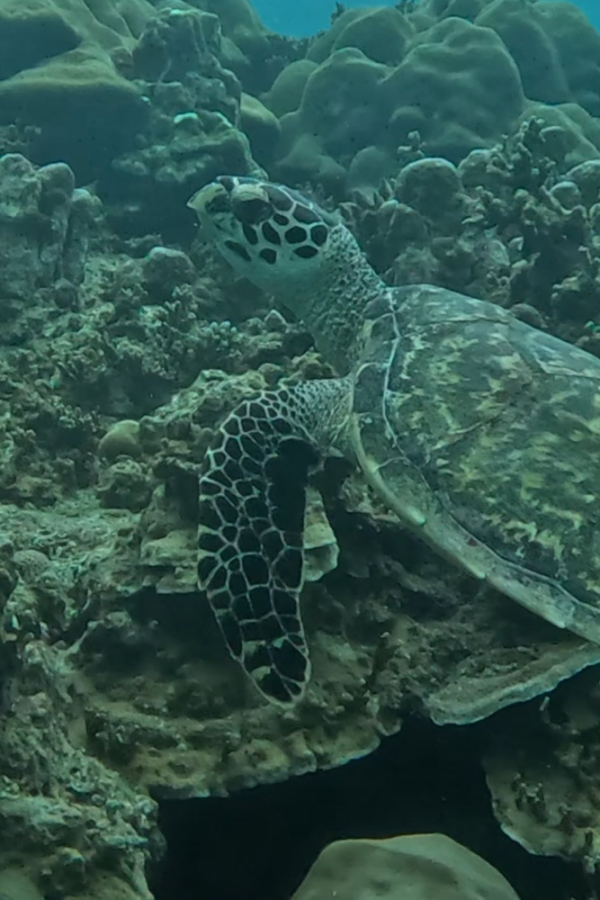 Cobia - Hawksbill Turtle Profile - Andaman Turtle Watch Database - Big ...