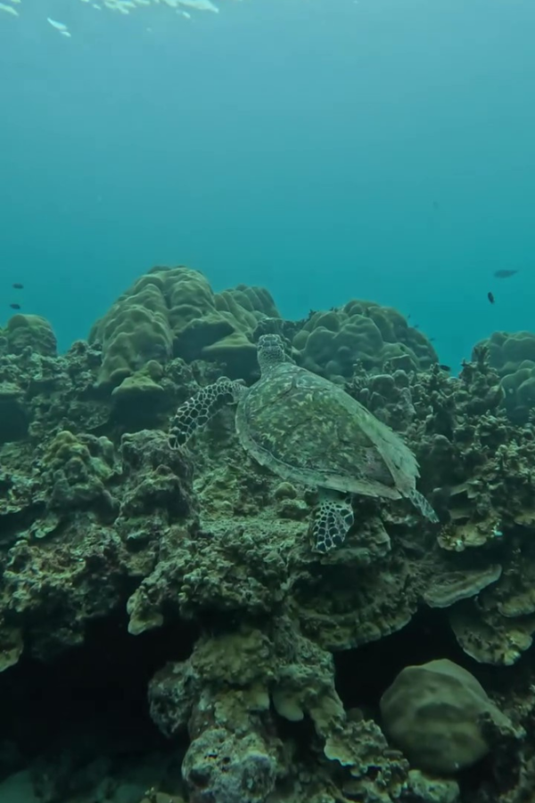 Cobia - Hawksbill Turtle Profile - Andaman Turtle Watch Database - Big ...