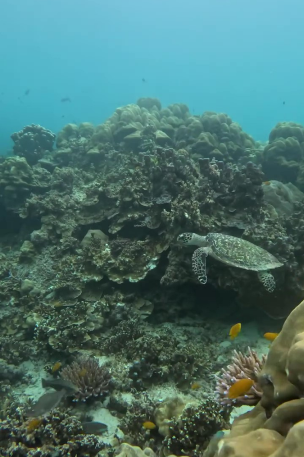 Cobia - Hawksbill Turtle Profile - Andaman Turtle Watch Database - Big ...