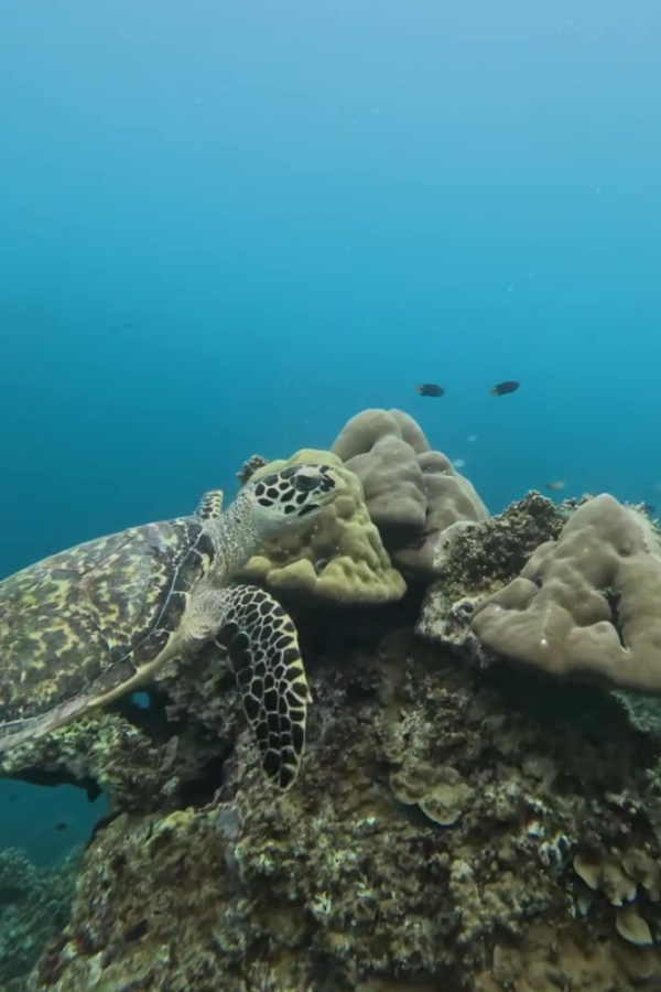 Cobia - Hawksbill Turtle Profile - Andaman Turtle Watch Database - Big ...