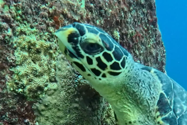 Jueng - Hawksbill Turtle Profile - Andaman Turtle Watch Database - Big ...